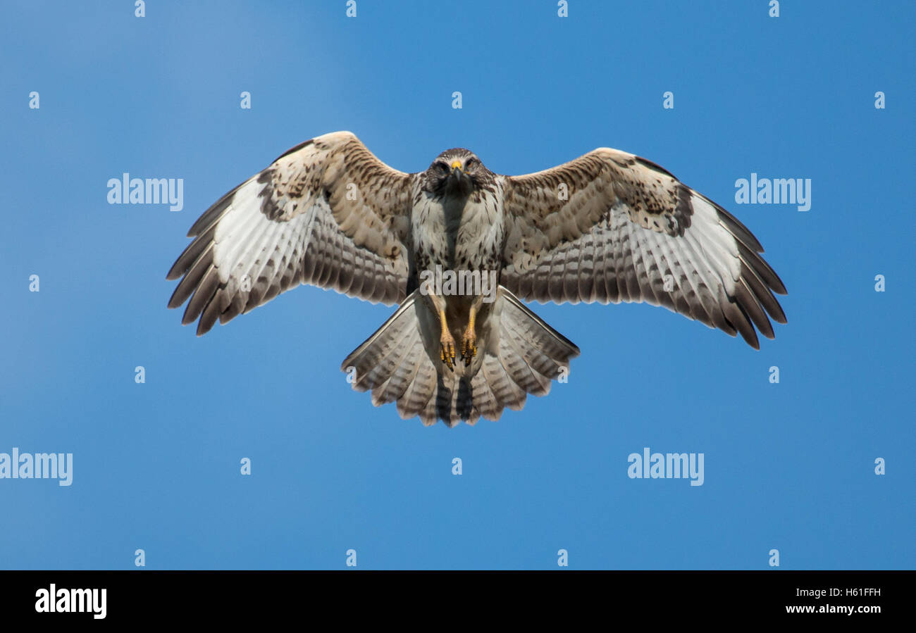 buzzard in flight Stock Photo - Alamy