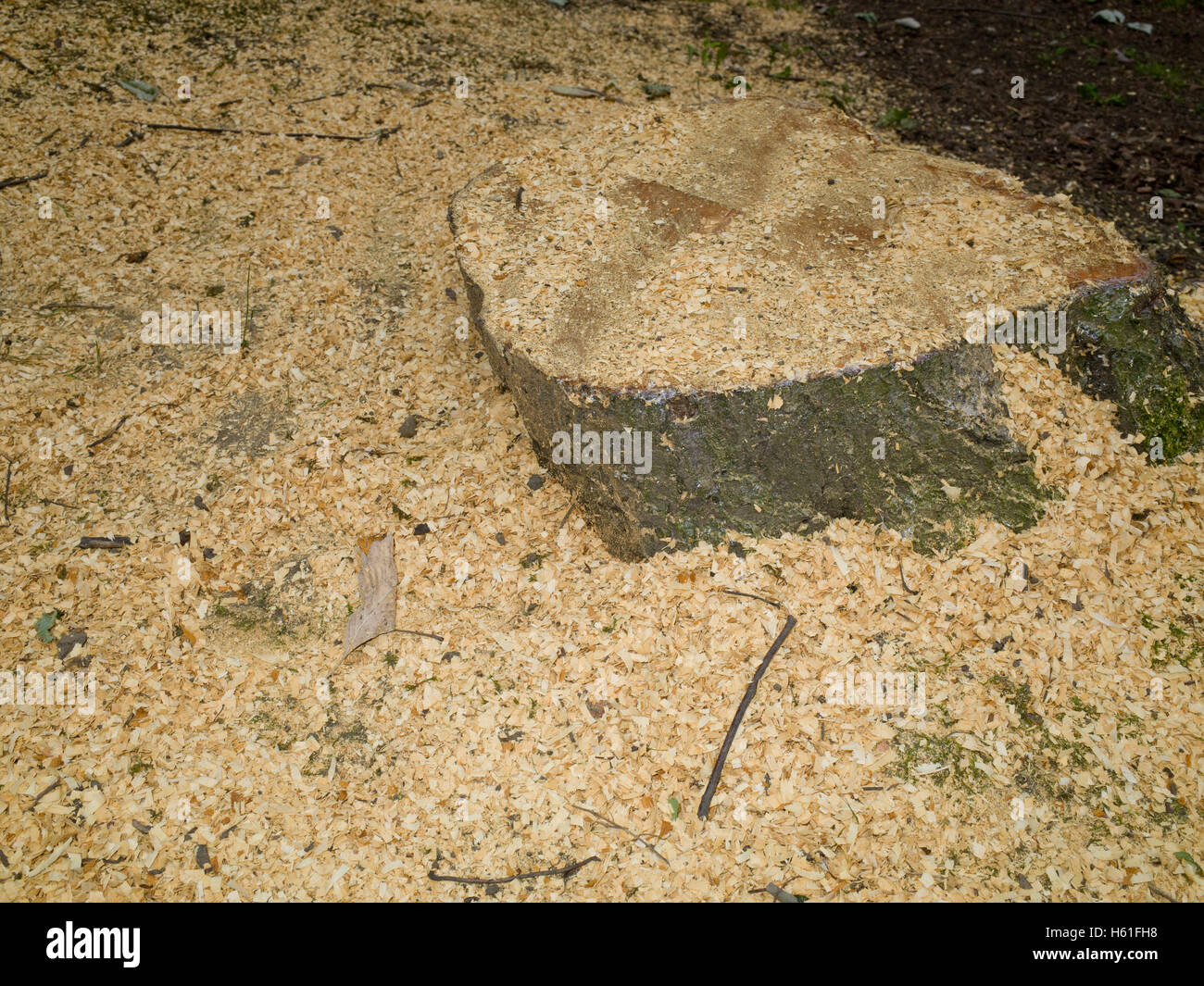 Sawdust floor hi-res stock photography and images - Alamy