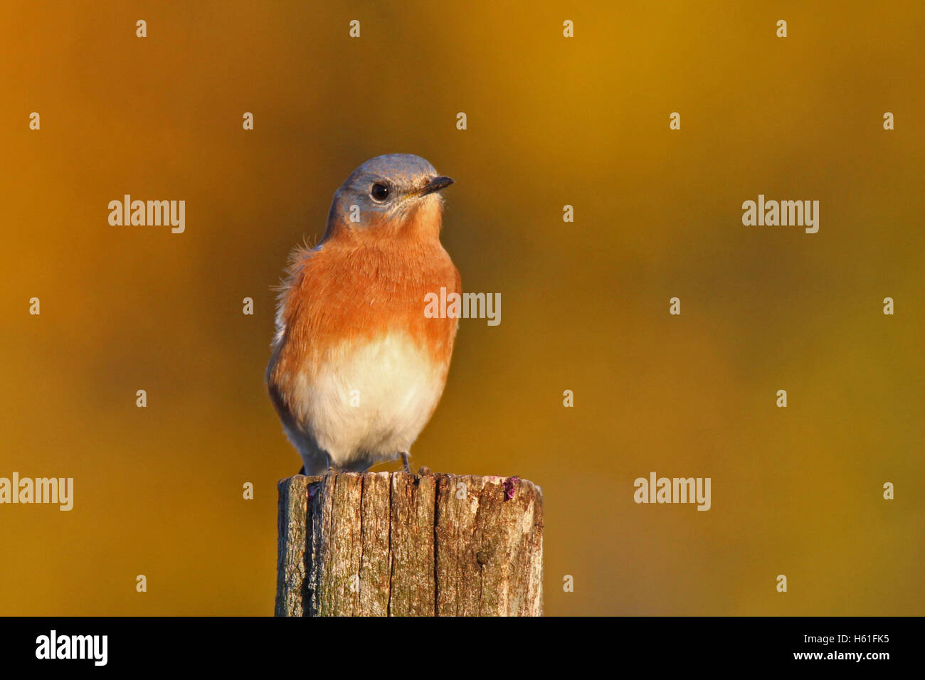 Eastern bluebird hi-res stock photography and images - Alamy