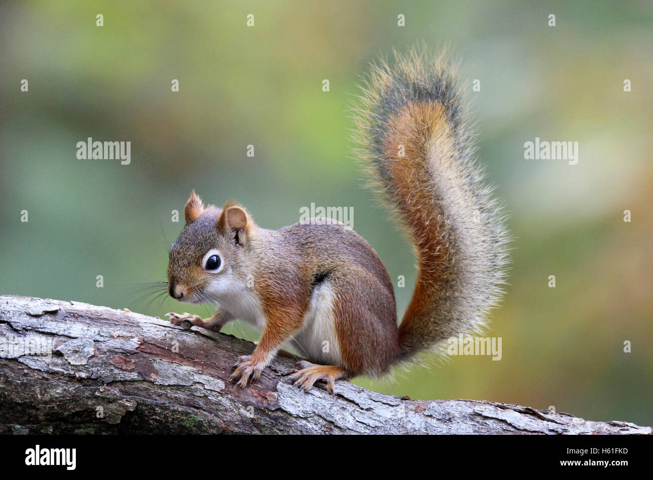 A little red squirrel Tamiasciurus hudsonicus sitting on a branch in ...
