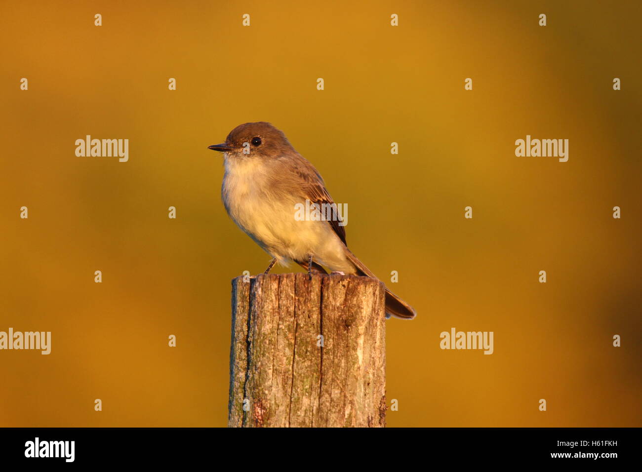 An eastern phoebe (Sayornis phoebe) sitting on a post in Fall Stock ...