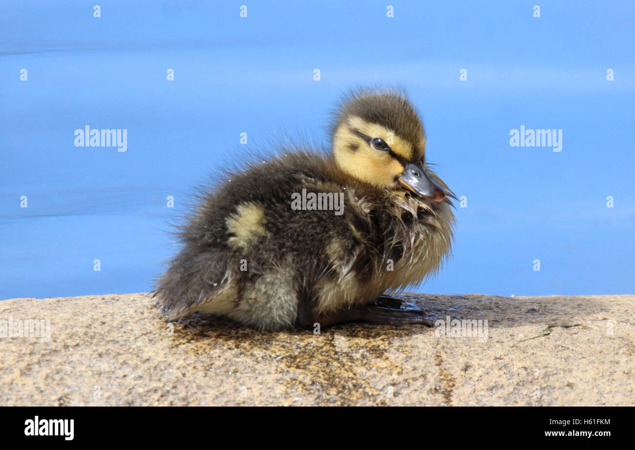 A fluffy little mallard duckling (Anas platyrhynchos) sitting on a rock ...