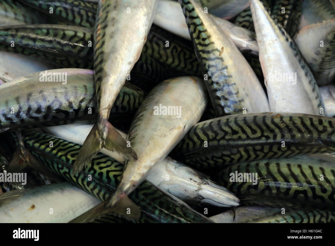 Stand de poisson hi-res stock photography and images - Alamy