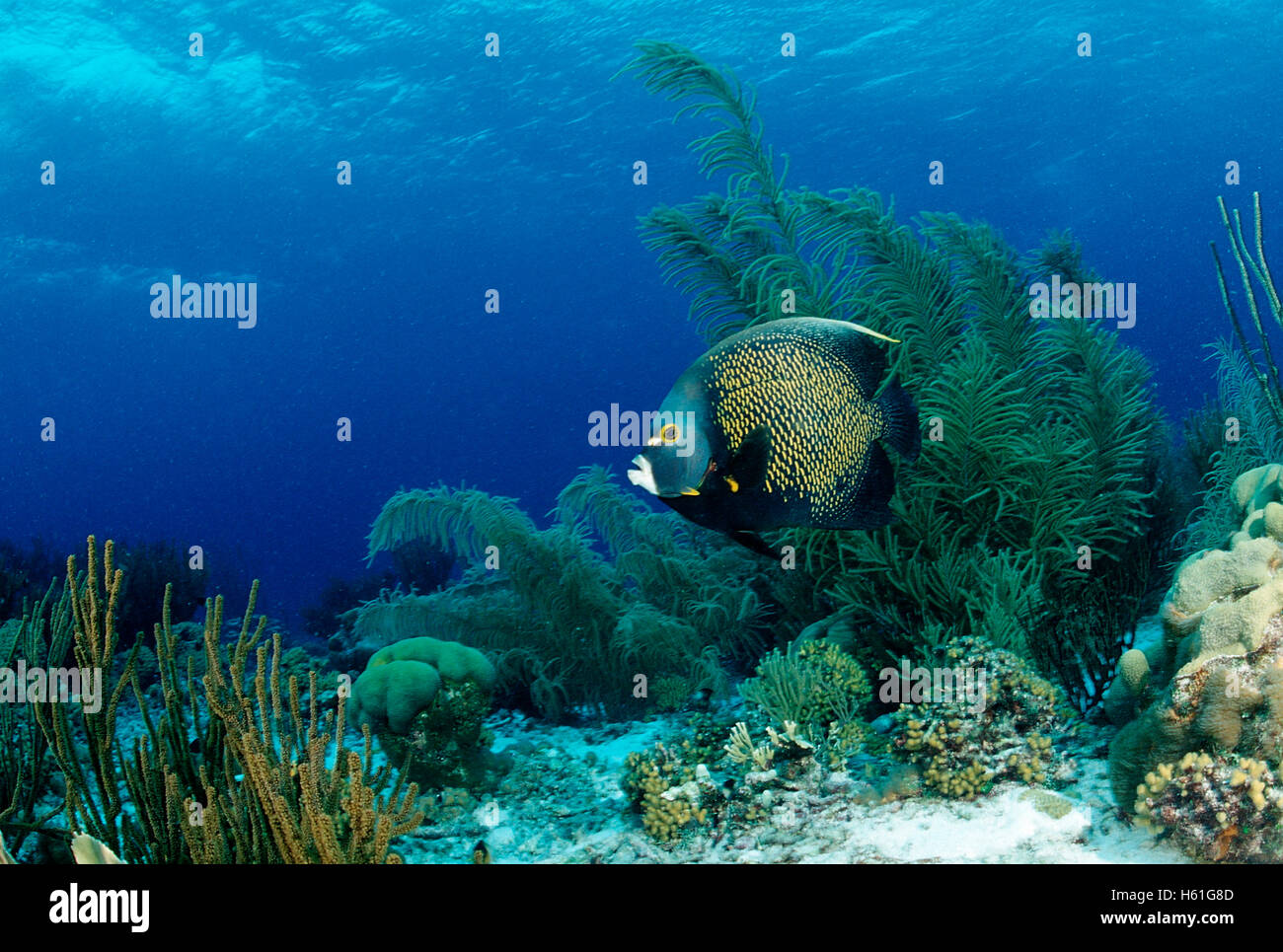 French angelfish (Pomacanthus paru), Belize, Caribbean, Central America ...