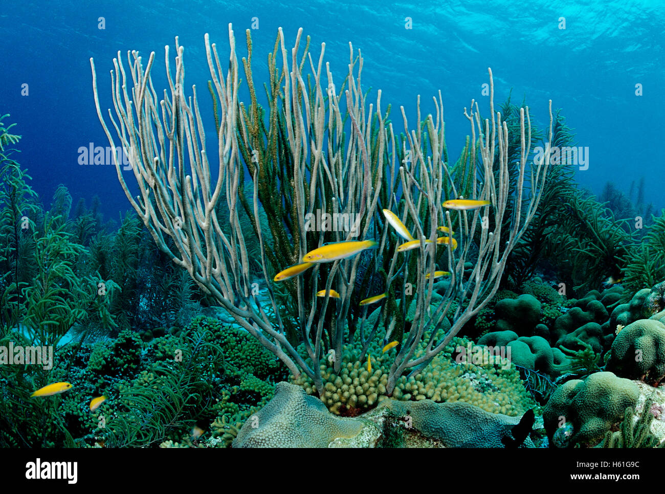 Blue headed wrasse hi-res stock photography and images - Alamy