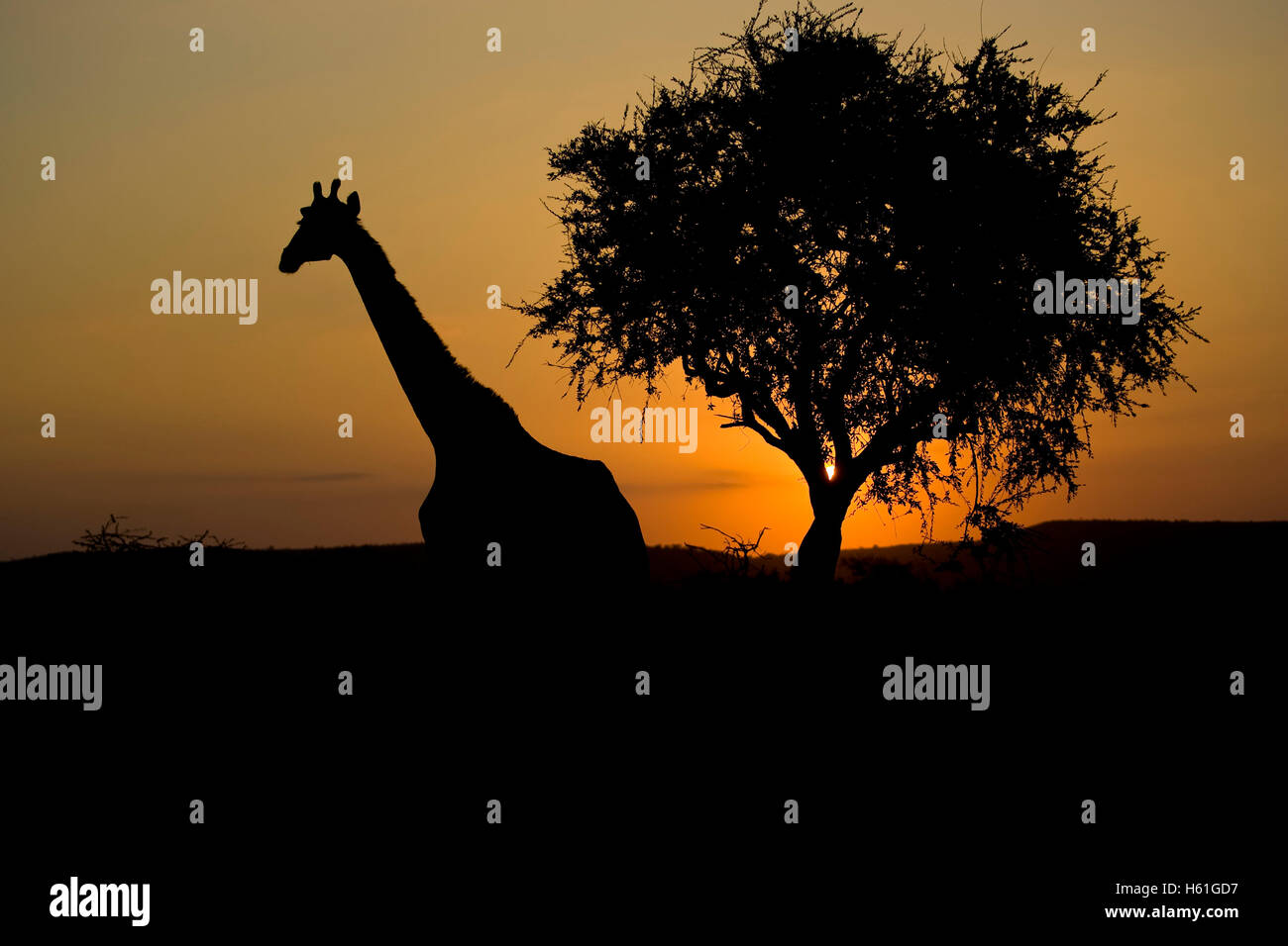 Silhouettes of a giraffe (Giraffa camelopardalis) and a tree, Hluhluwe ...