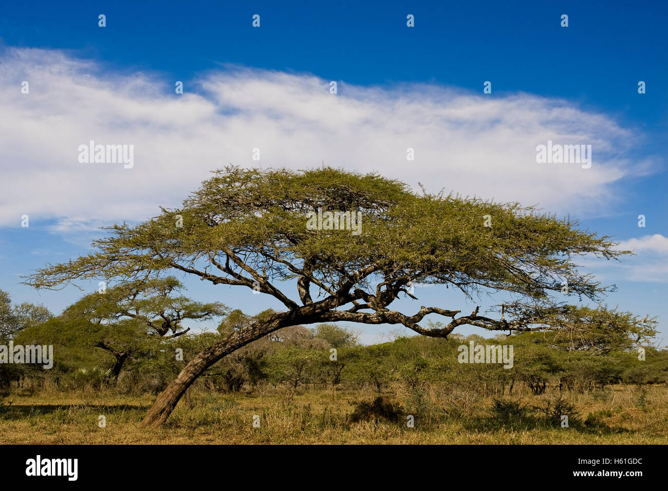 Umbrella thorn acacia, Umbrella Thorn or Israeli Babool (Acacia ...