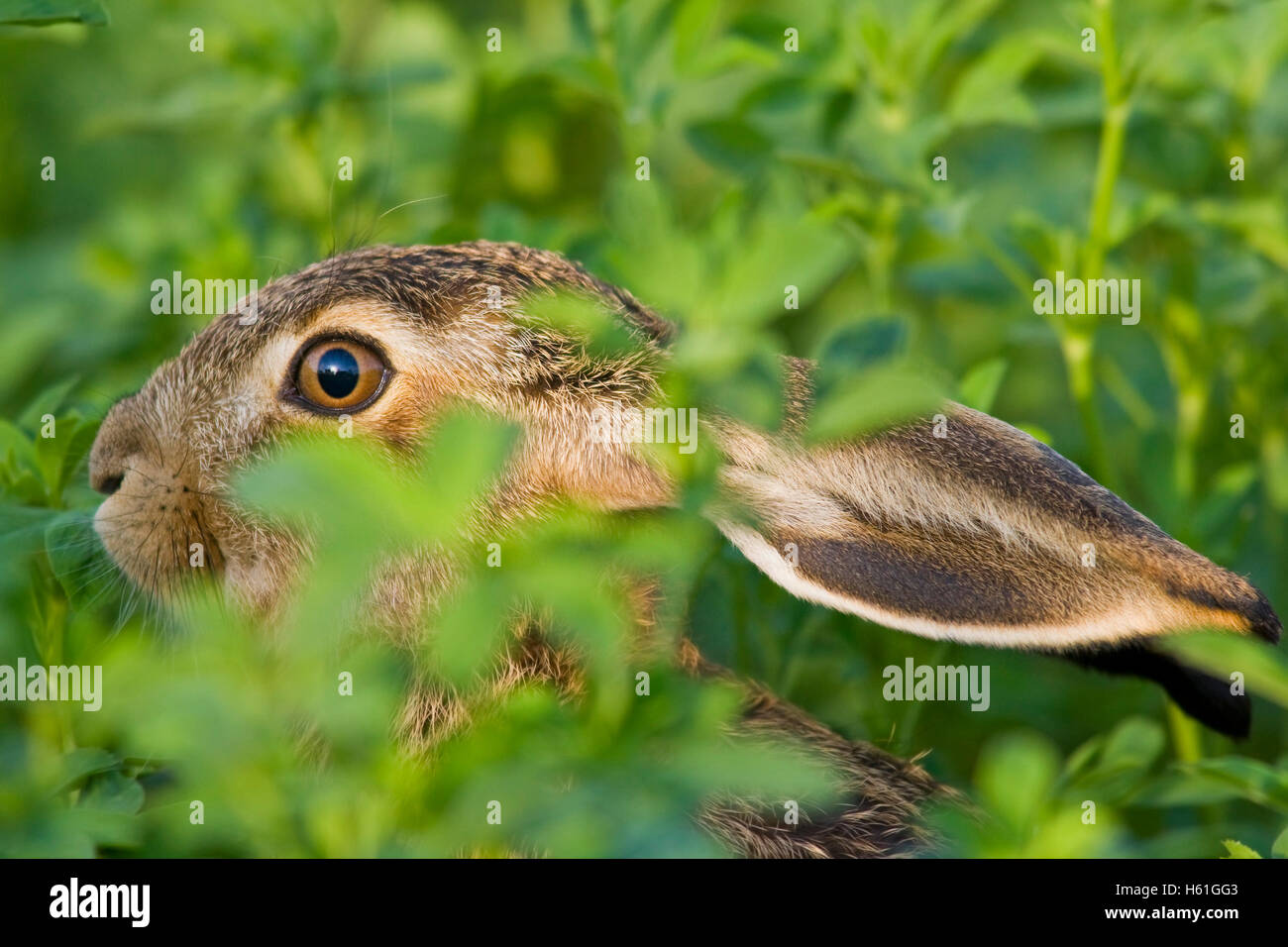Middle hare head hi-res stock photography and images - Alamy