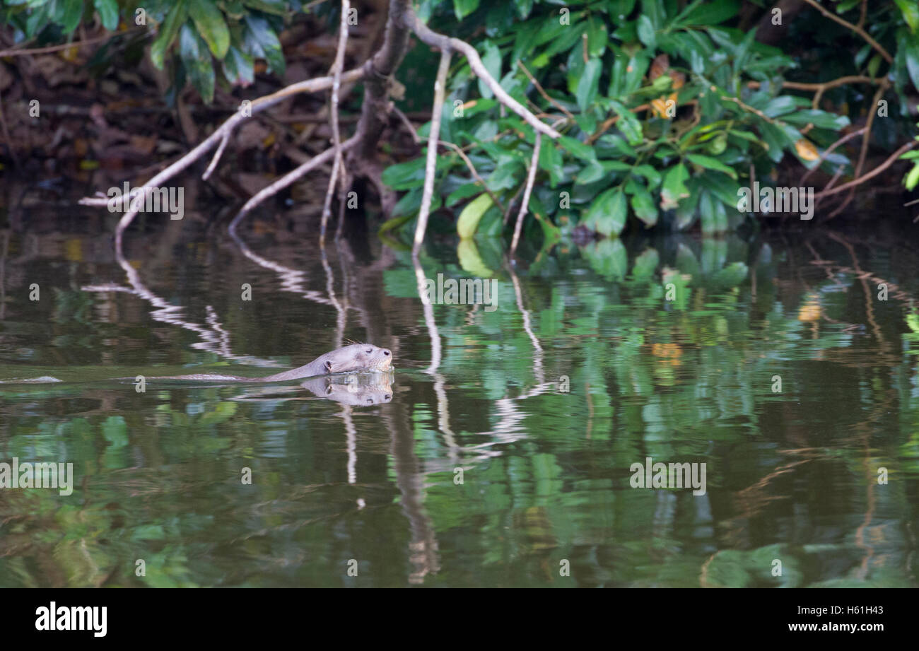 Giant otter swimming in oxbow lake Stock Photo - Alamy