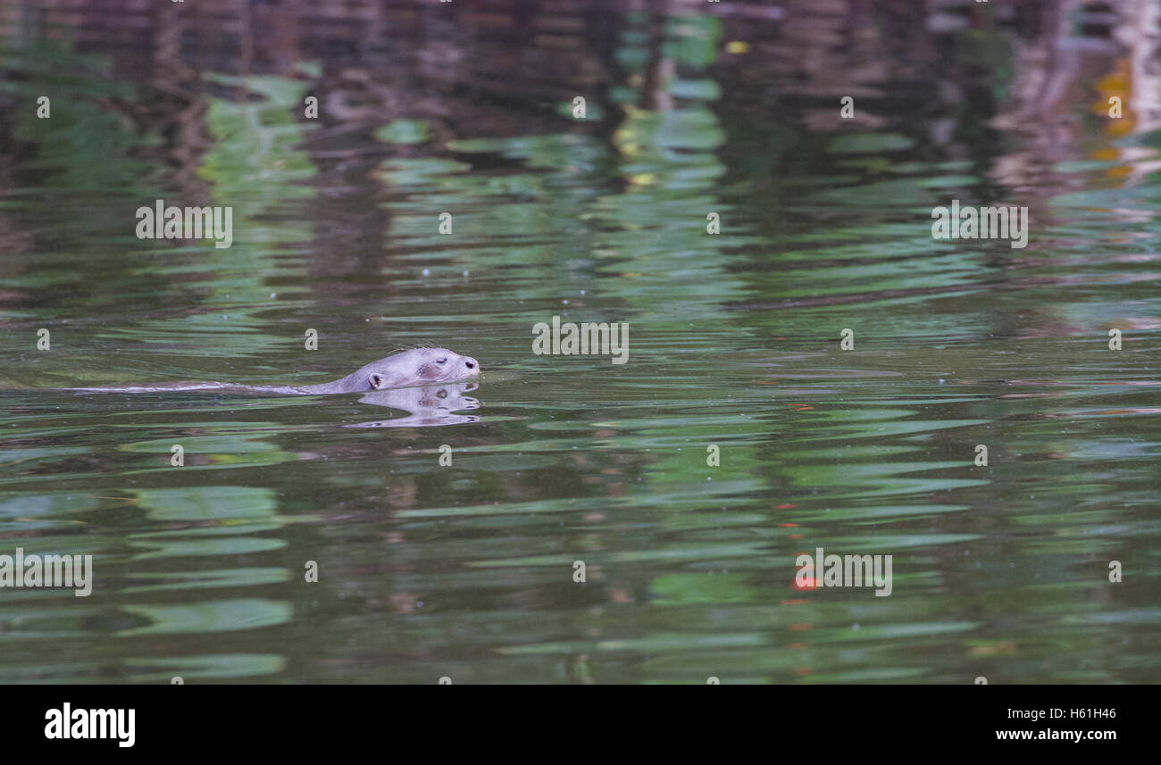 Giant otter swimming in oxbow lake Stock Photo - Alamy