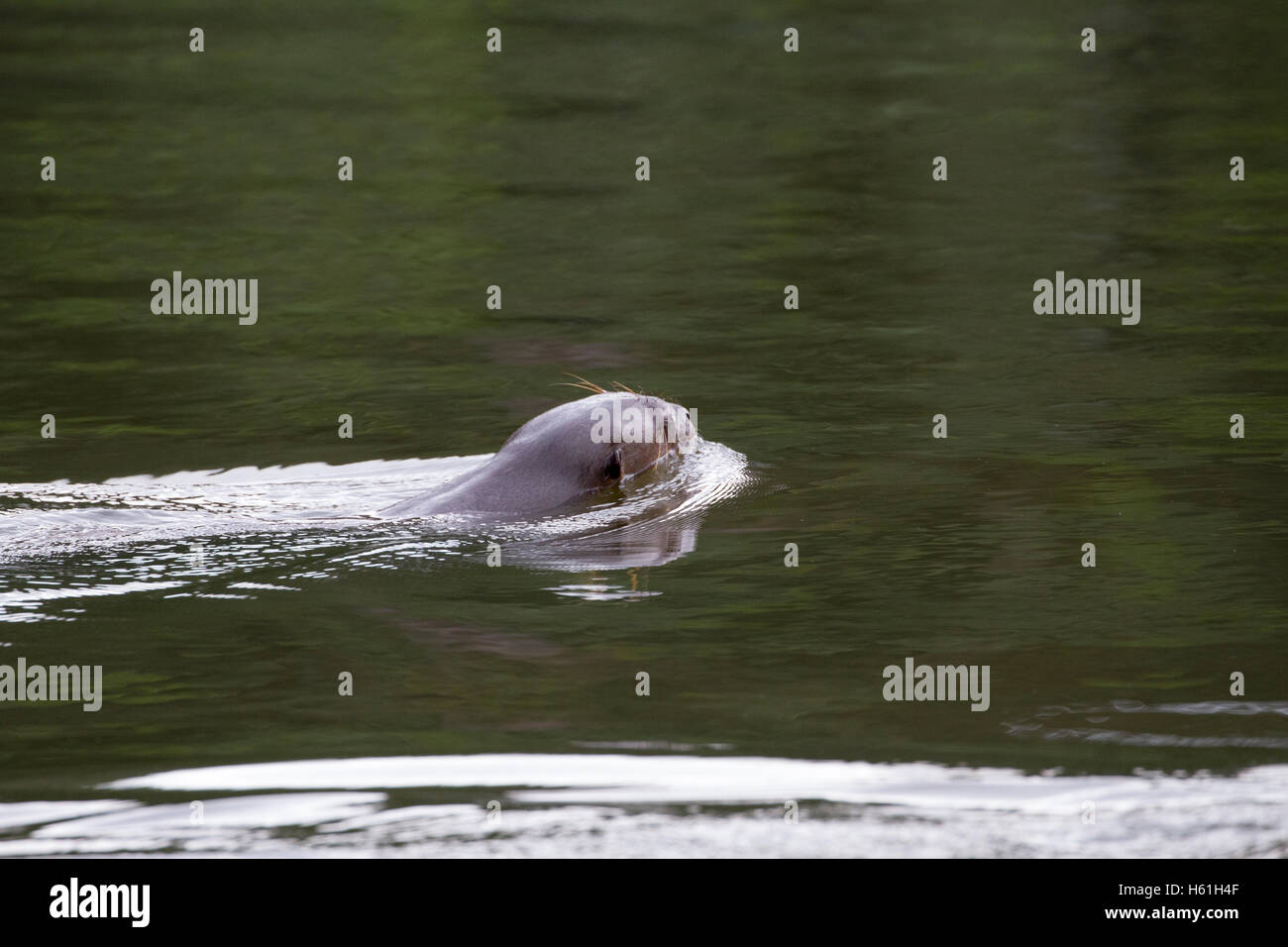 Giant otter swimming in oxbow lake Stock Photo - Alamy