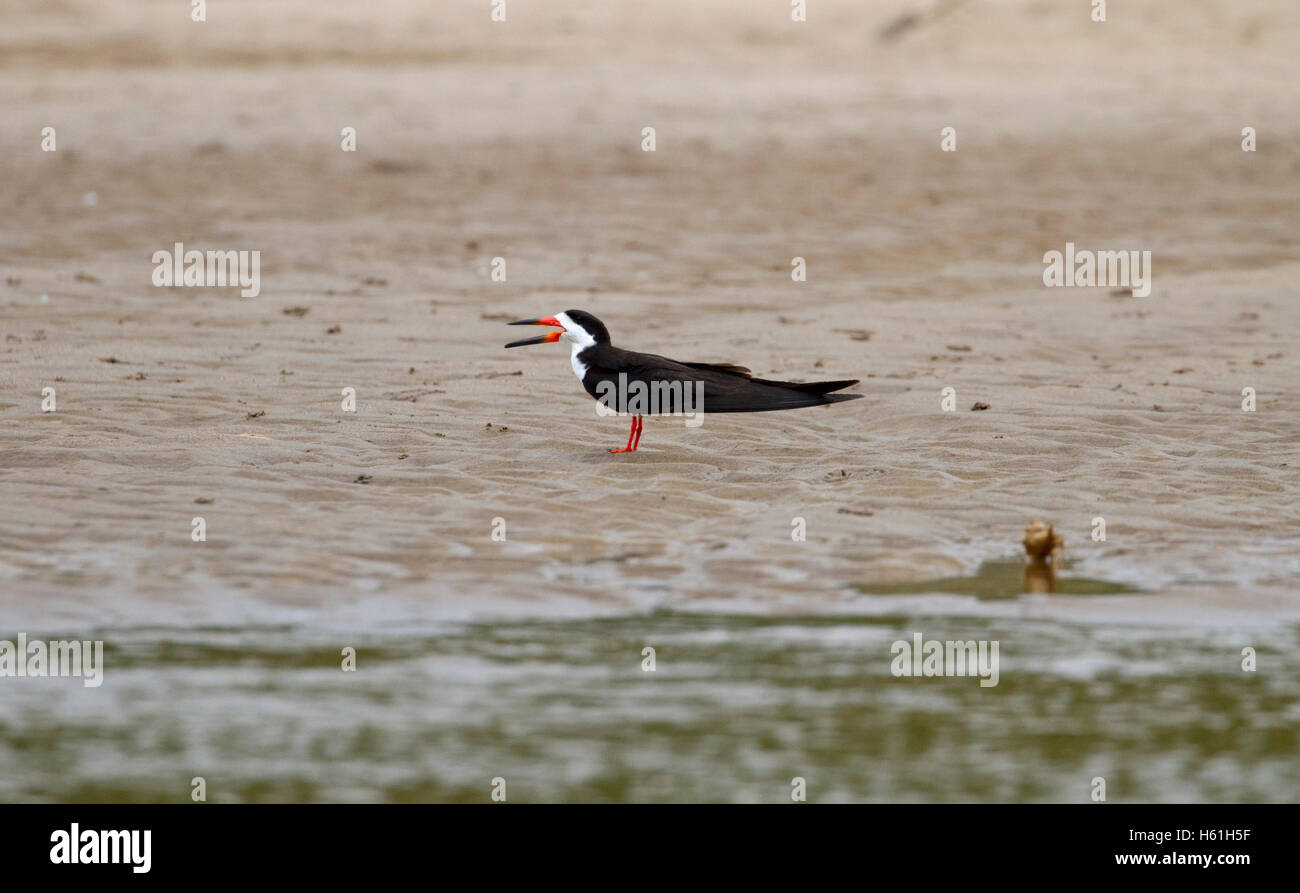 Black skimmer on beach on Manu River Stock Photo - Alamy