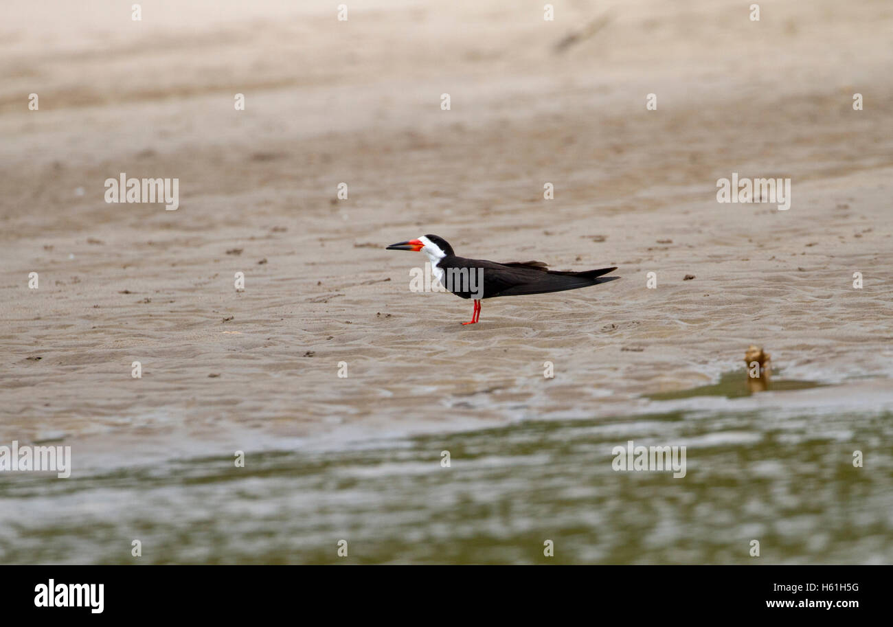 Black skimmer on beach on Manu River Stock Photo - Alamy