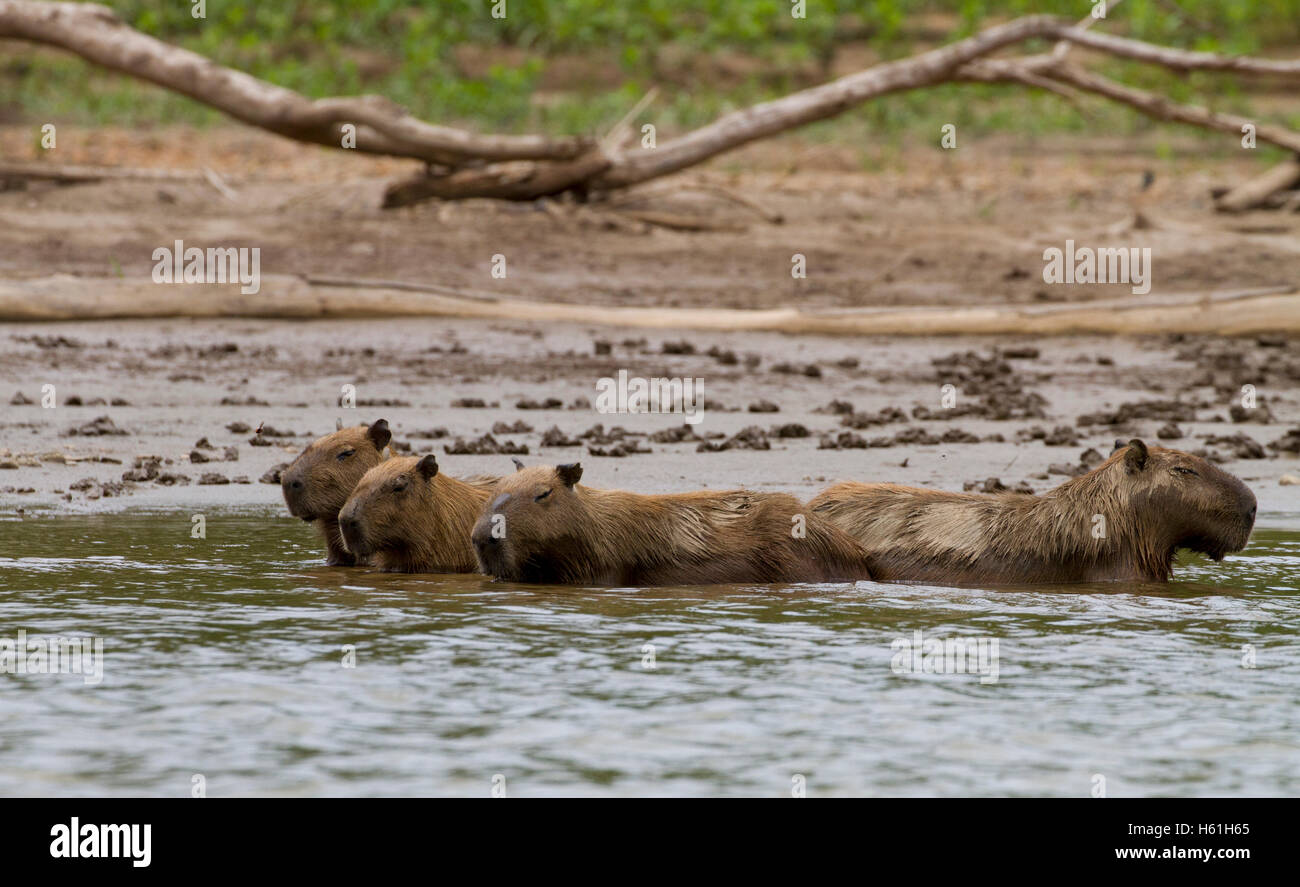 Capybara cooling off in the Manu River Stock Photo - Alamy