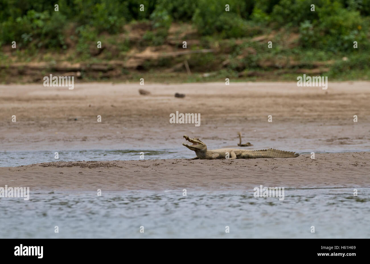 White caiman hi-res stock photography and images - Alamy