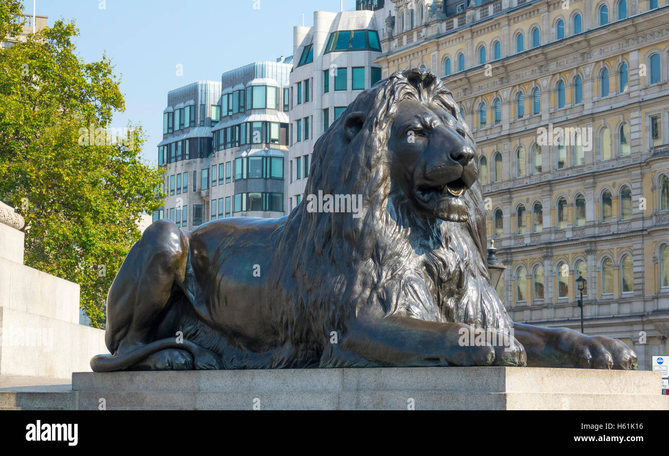 The famous lions at Trafalgar Square in London Stock Photo - Alamy
