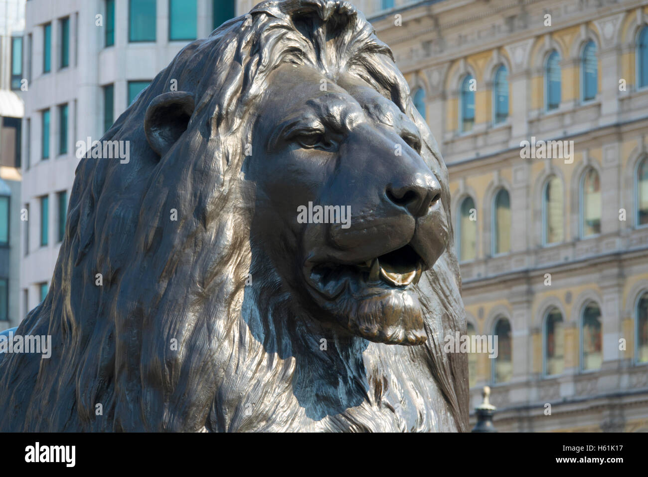 The famous lions at Trafalgar Square in London Stock Photo - Alamy