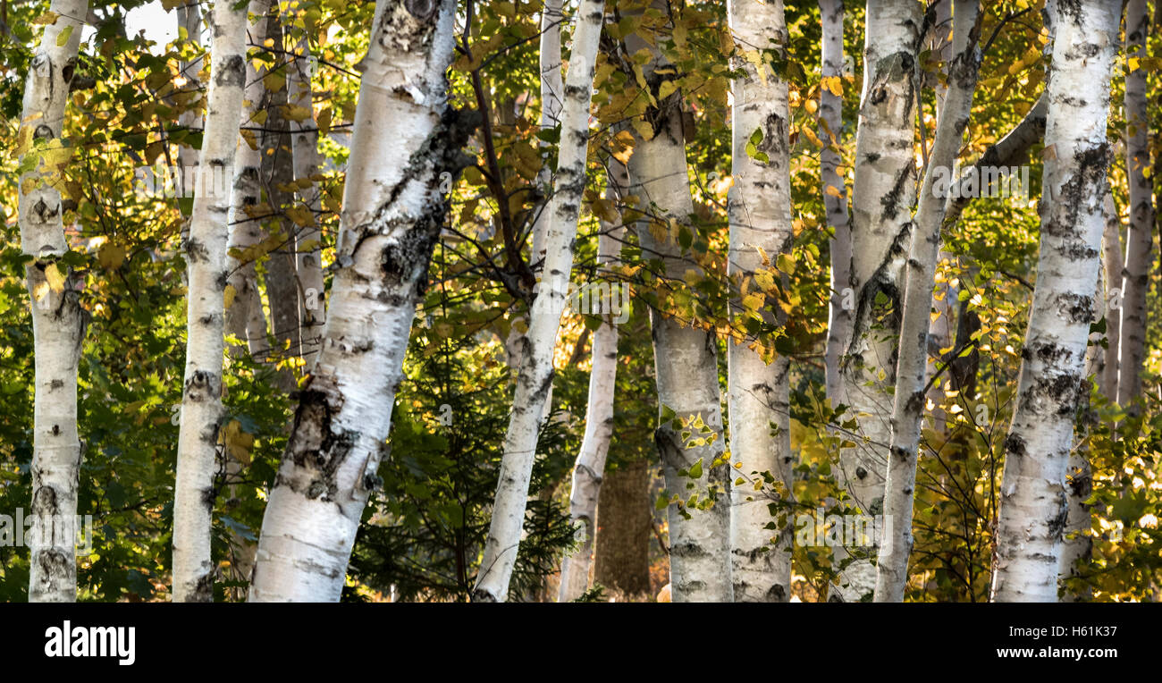 SIEUR DE MONTS ACADIA NATIONAL PARK MOUNT DESERT ISLAND MAINE USA FALL ...