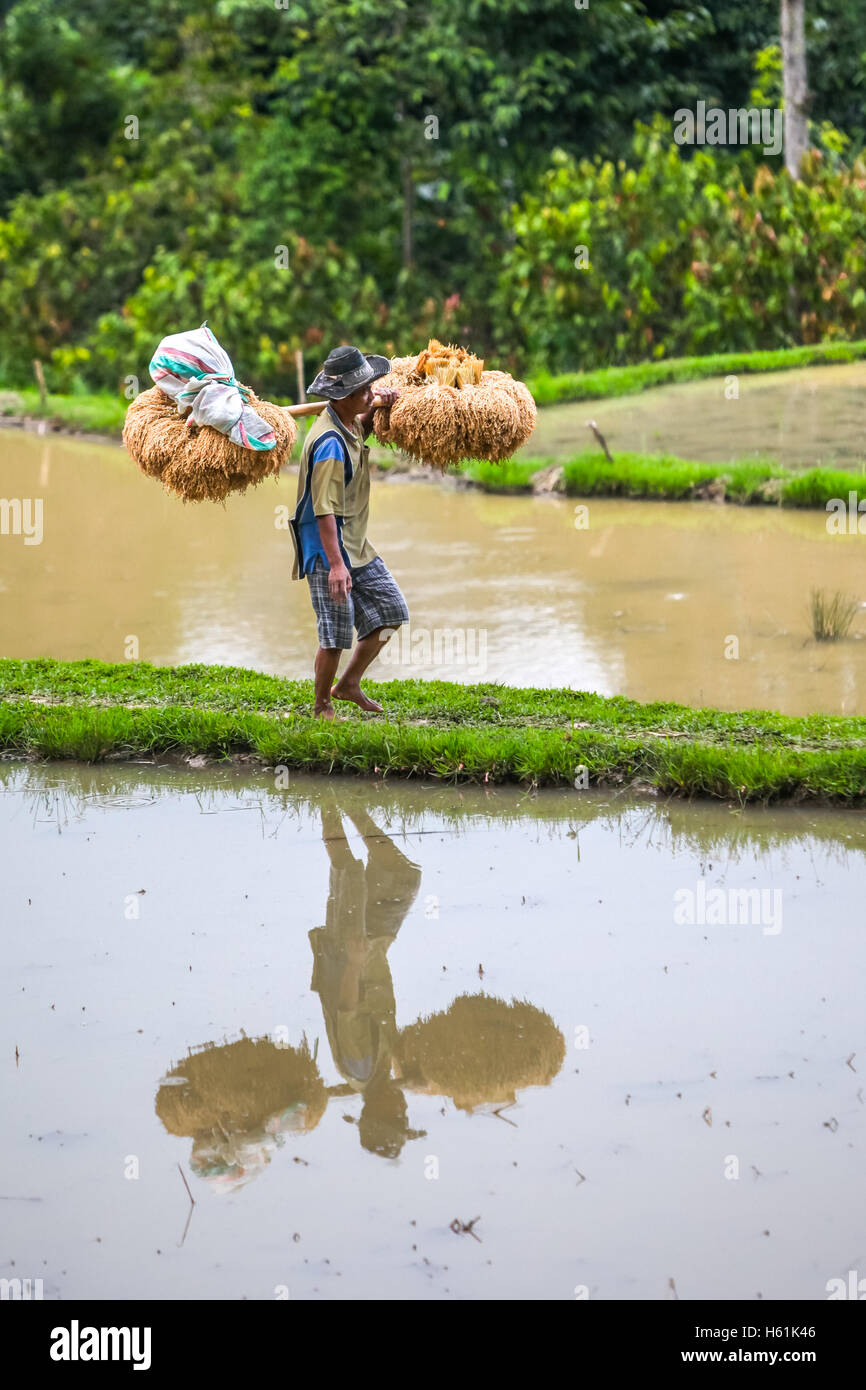A farmer walking on embankment through rice field Stock Photo - Alamy