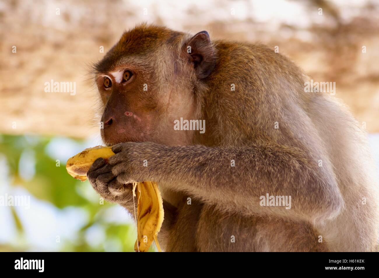 Natures wildlife animals animals hi-res stock photography and images ...