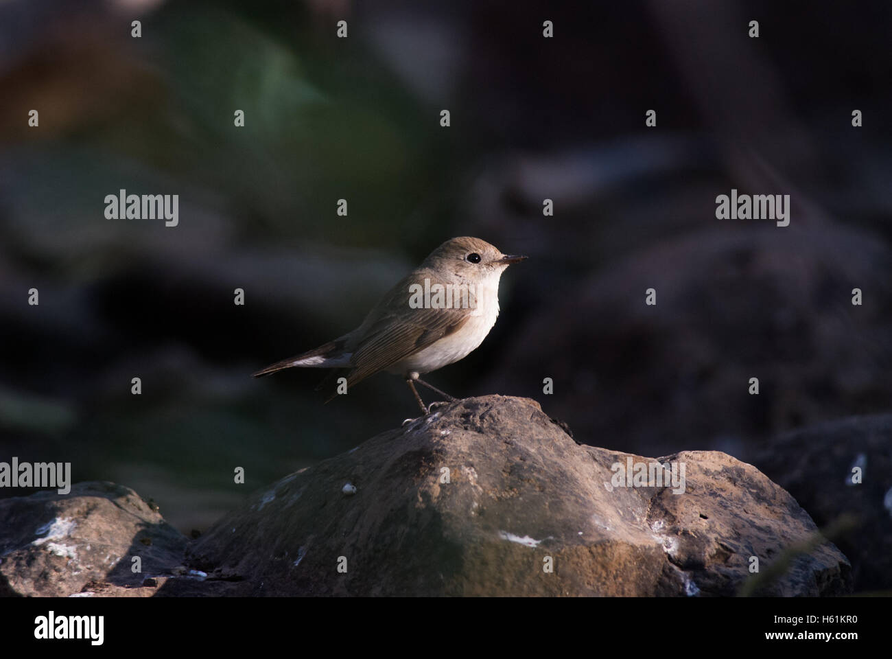 Red Breasted Flycatcher High Resolution Stock Photography and Images ...
