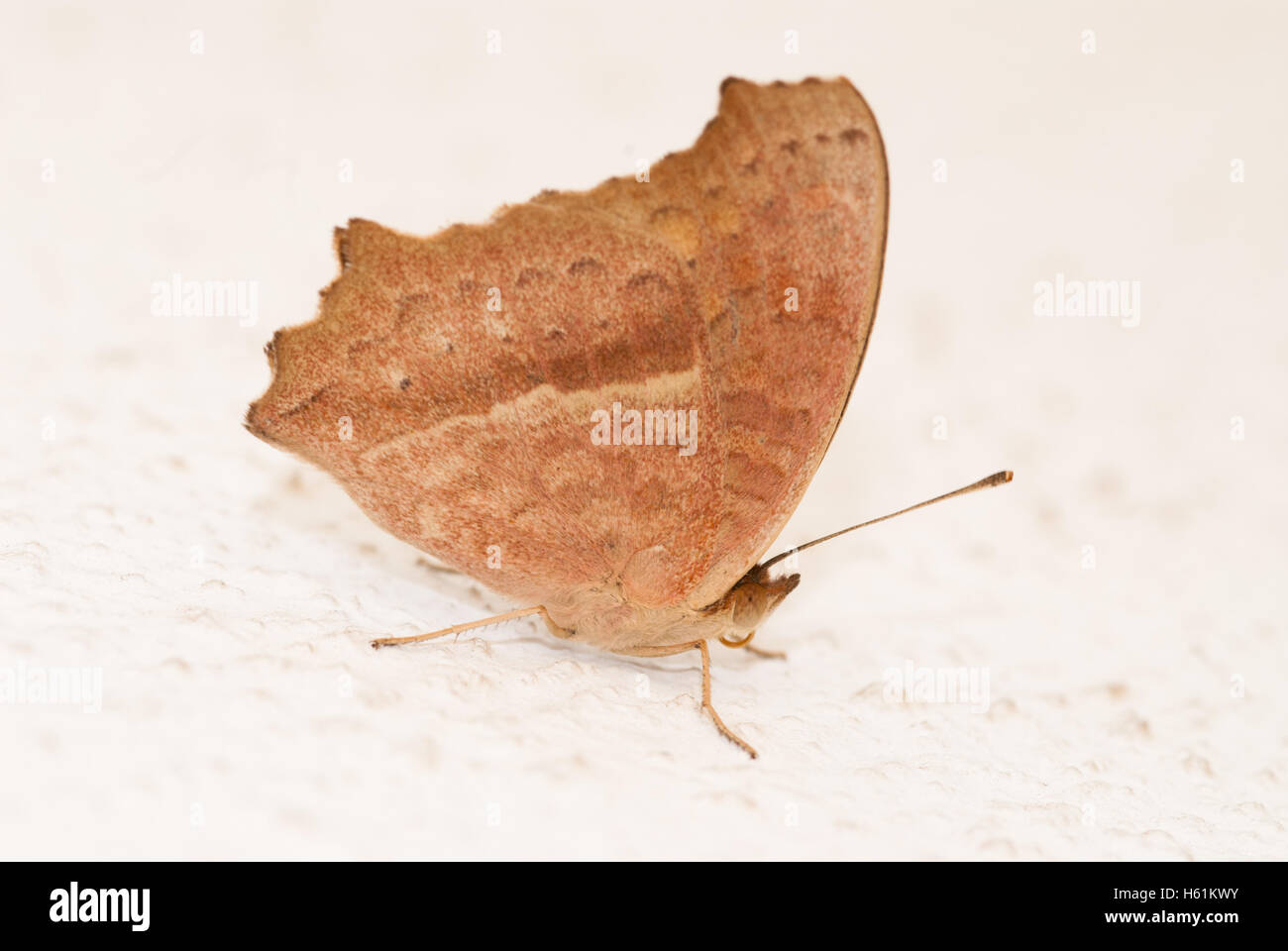 Orange Rust coloured butterfly from South India Stock Photo - Alamy