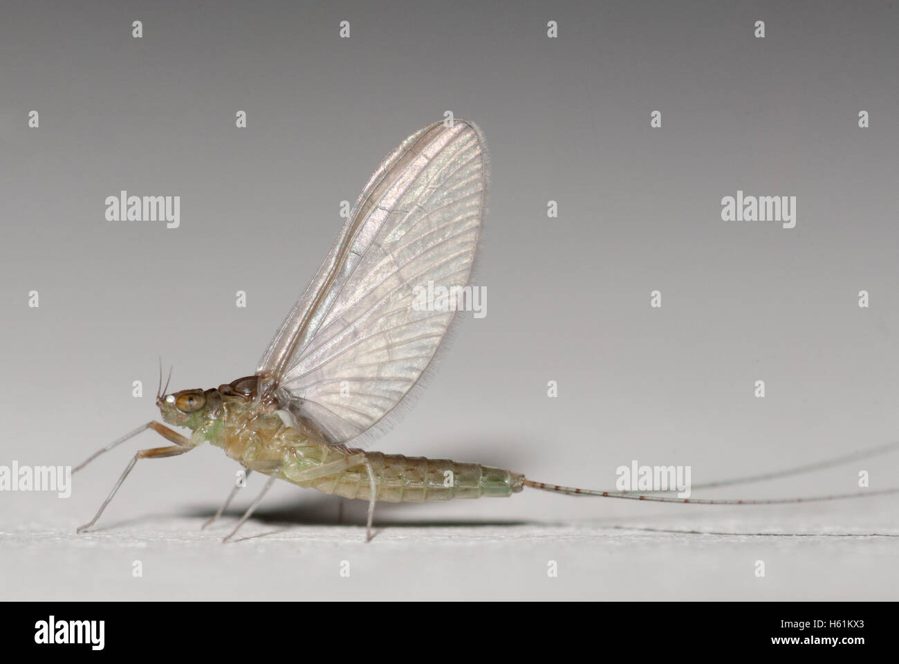 Green coloured mayfly young in Goa Stock Photo - Alamy