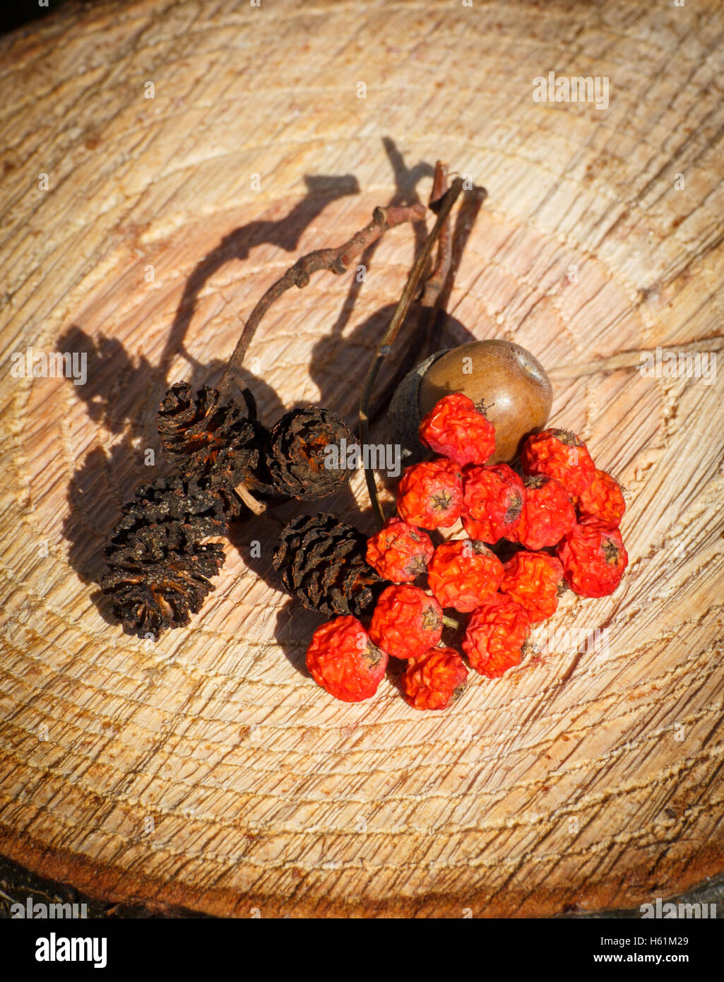 Red alder trunk hi-res stock photography and images - Alamy