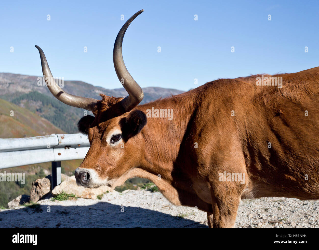 Portugal cachena cattle hi-res stock photography and images - Alamy