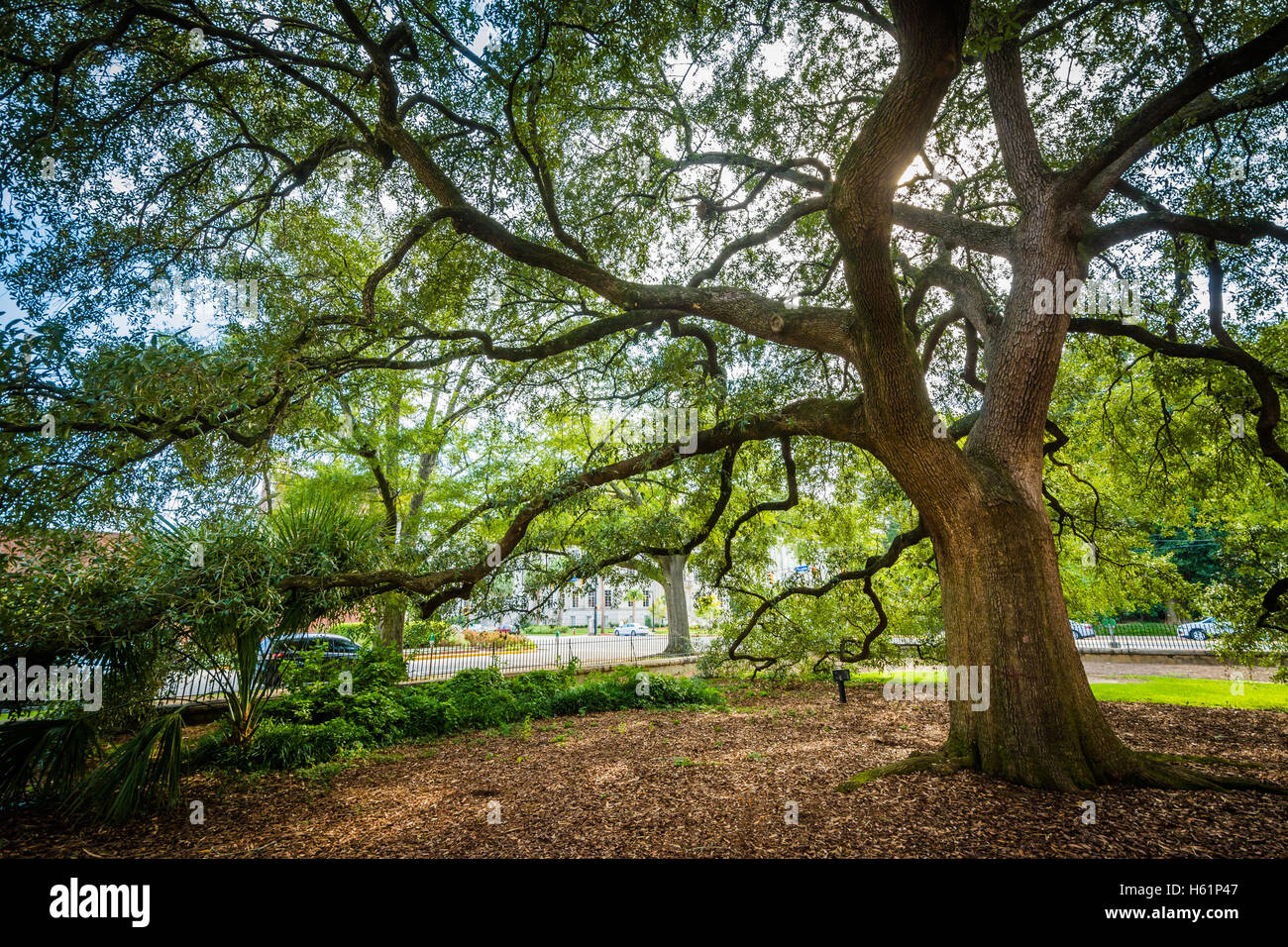Tree outside the Trinity Episcopal Cathedral, in Columbia, South ...