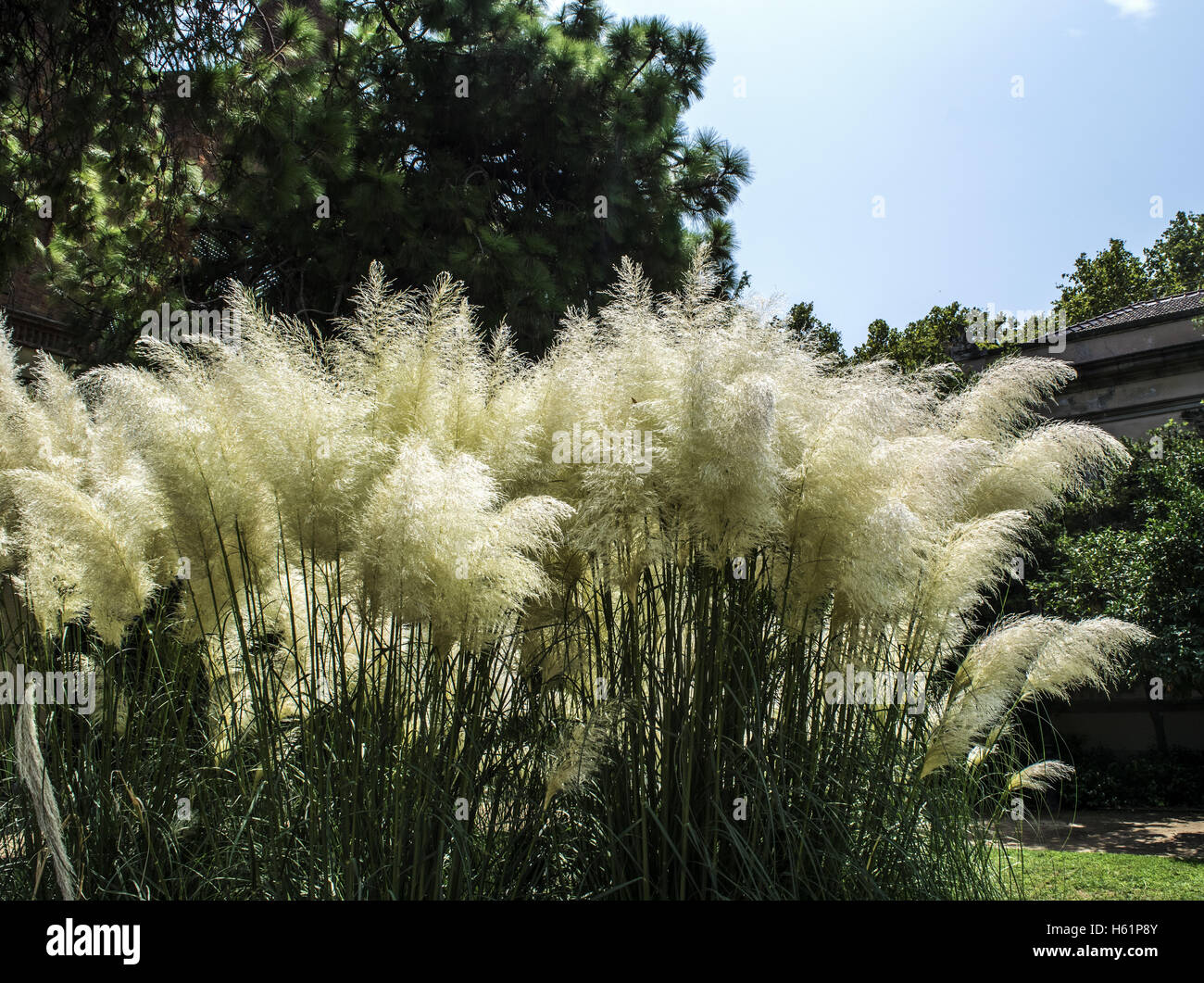 Grass bush in the sun hi-res stock photography and images - Alamy