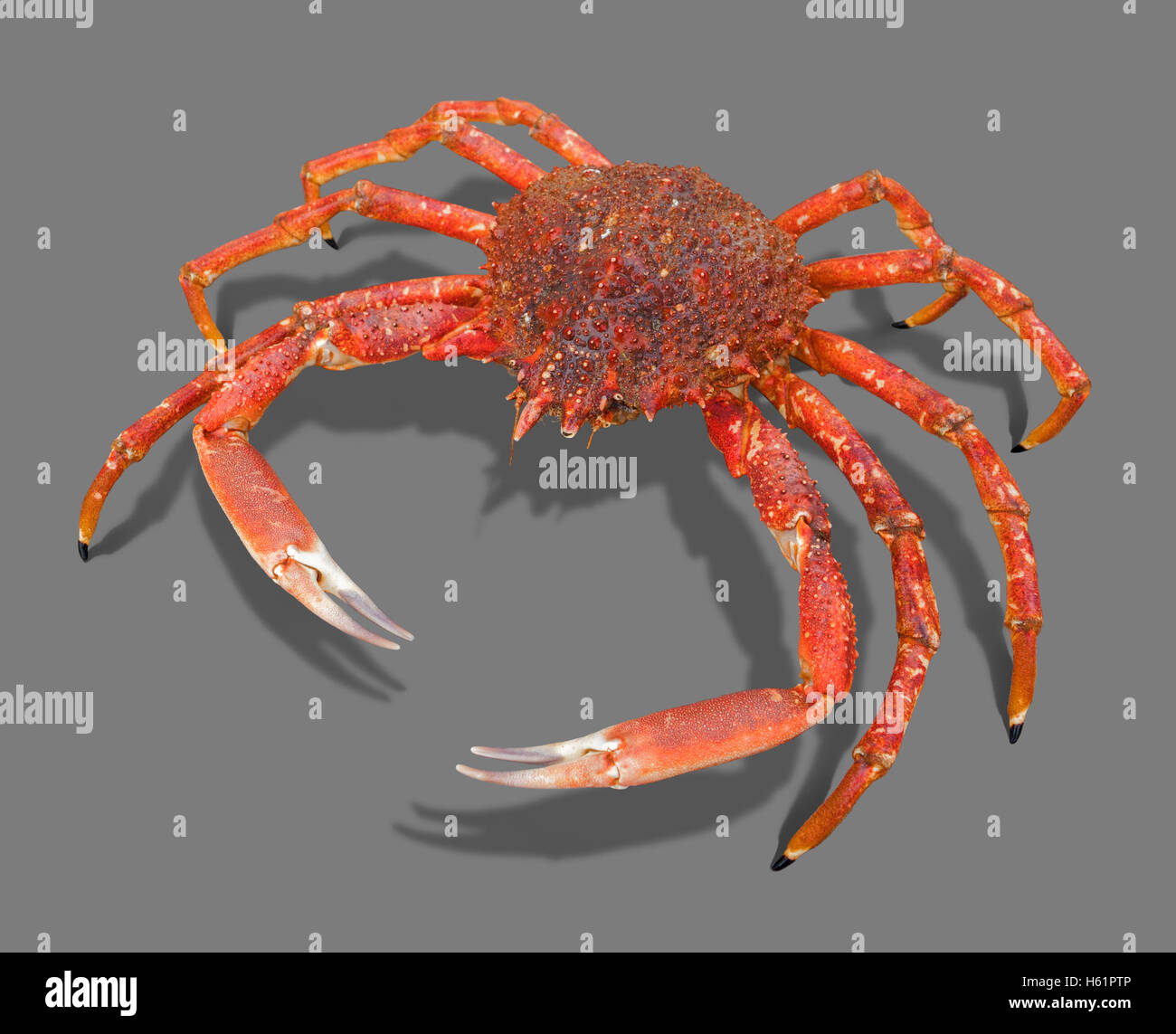 a european spider crab in grey back with shadow Stock Photo - Alamy