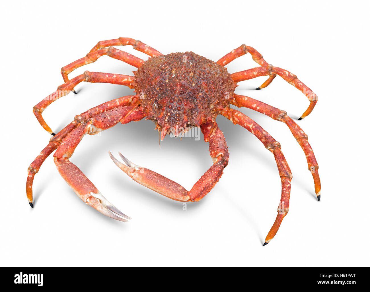 a european spider crab in white back with shadow Stock Photo - Alamy