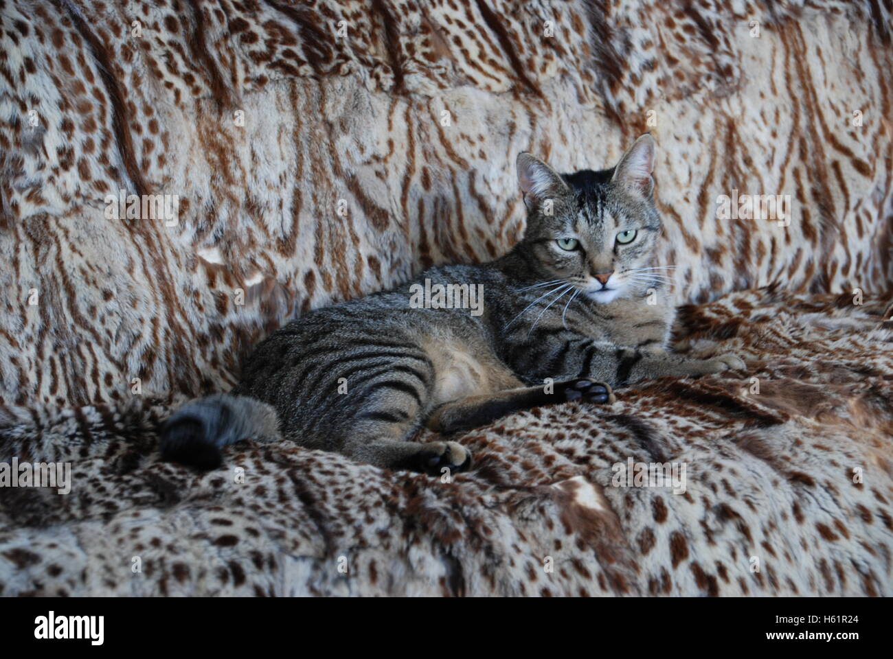 Kaross hi-res stock photography and images - Alamy