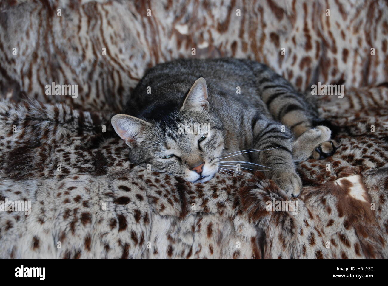 Young tomcat resting on a kaross Stock Photo - Alamy