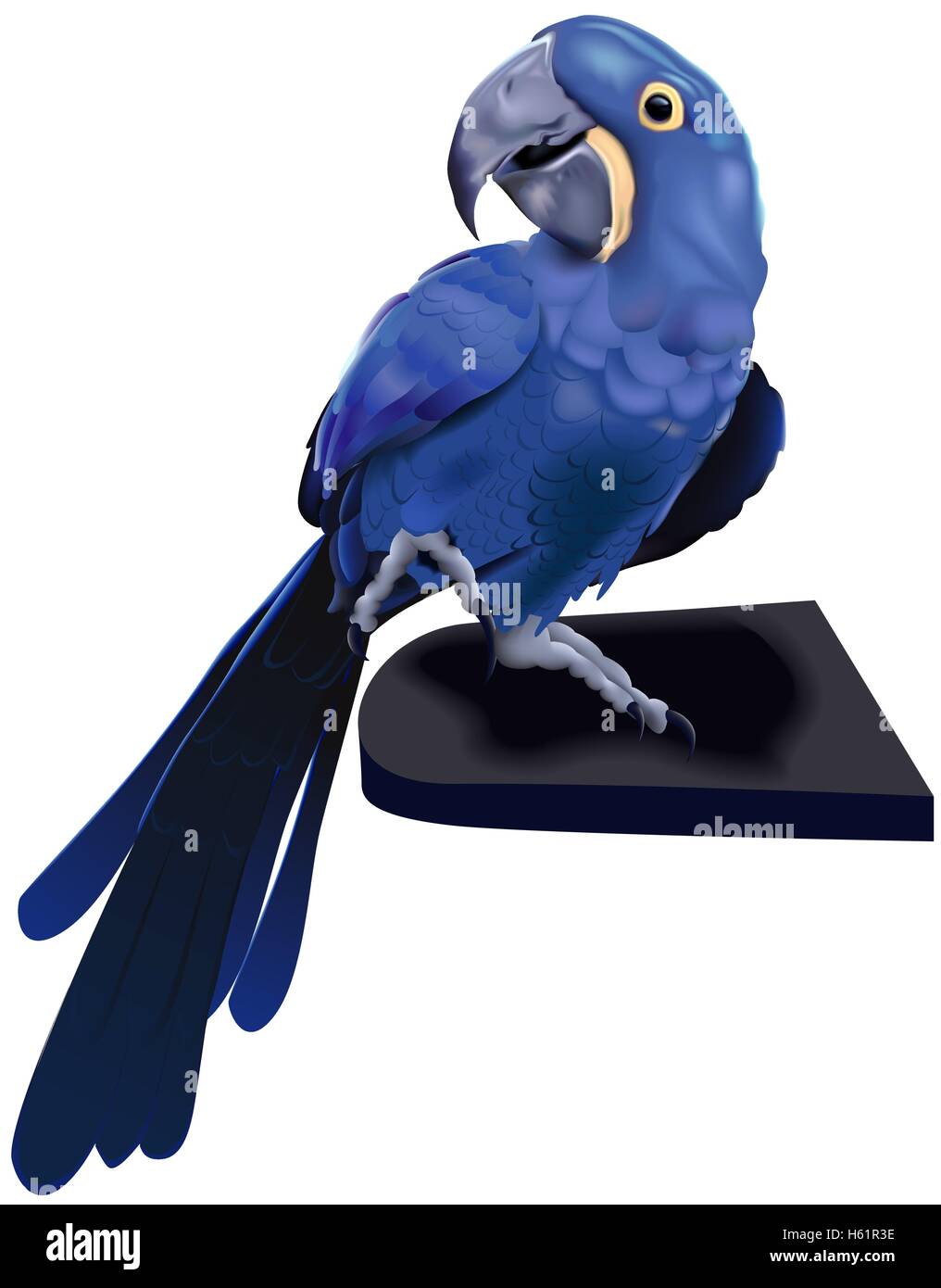 Blue Exotic Parrot Stock Vector Image & Art - Alamy