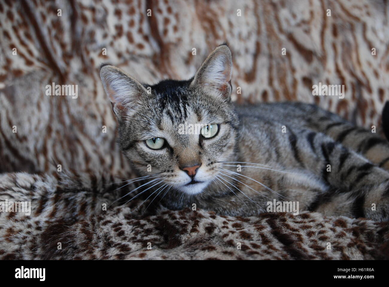 Young tomcat resting on a kaross Stock Photo - Alamy
