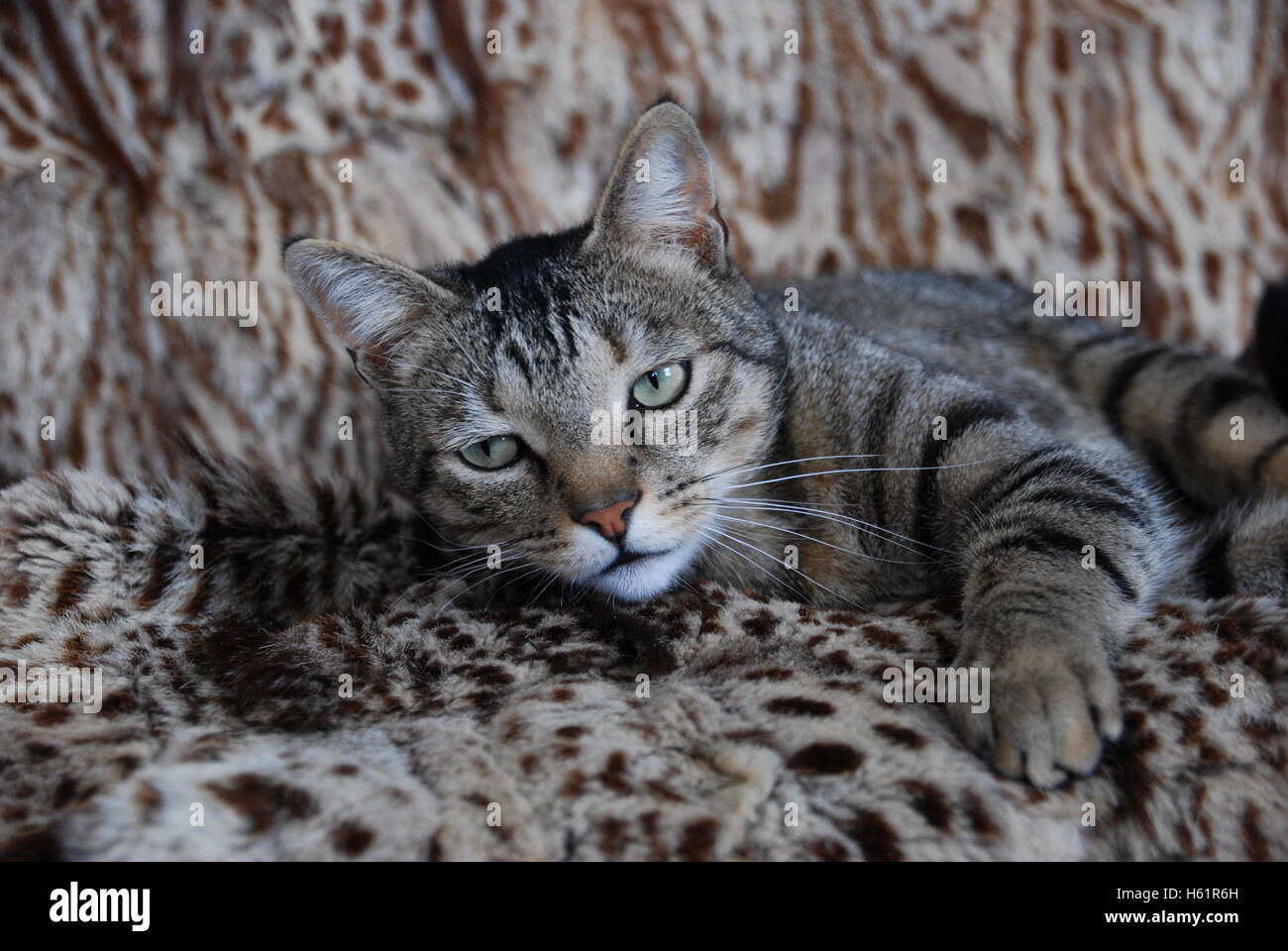 Contented animal hi-res stock photography and images - Alamy