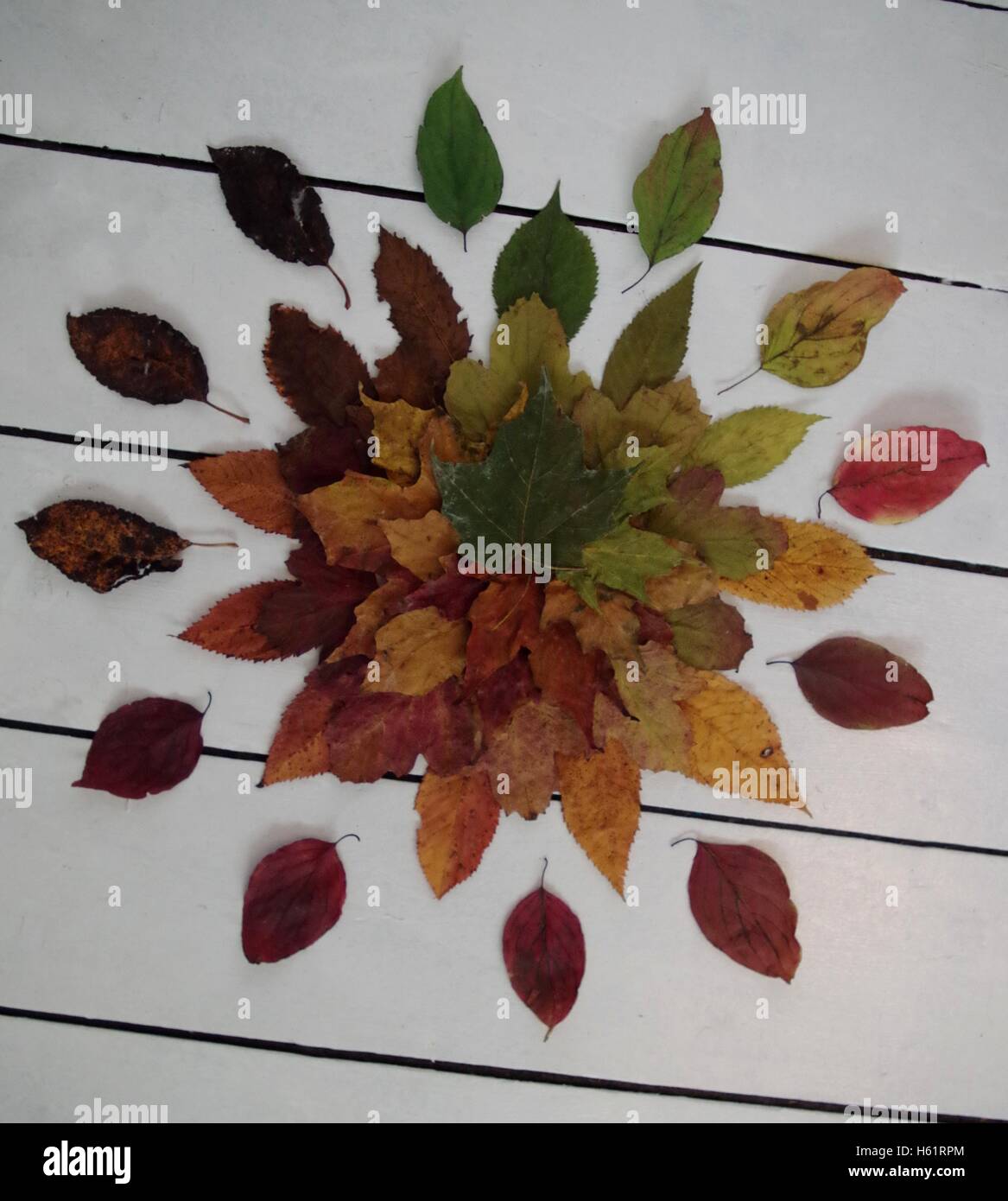 Cycle of Leaf Stock Photo - Alamy