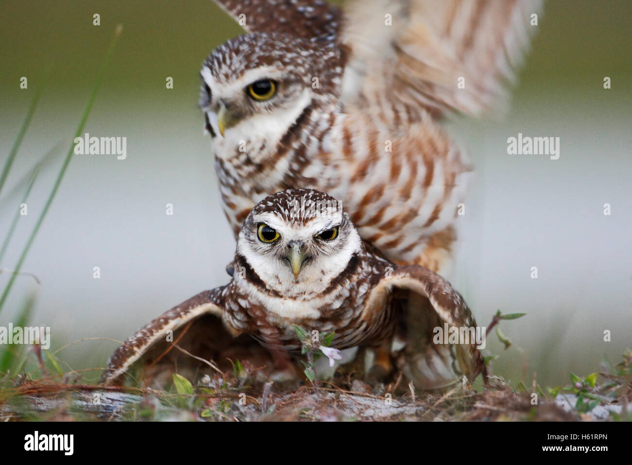 Burrowing owl (Athene cunicularia floridana) copulating, Cape Coral, Florida, USA Stock Photo ...