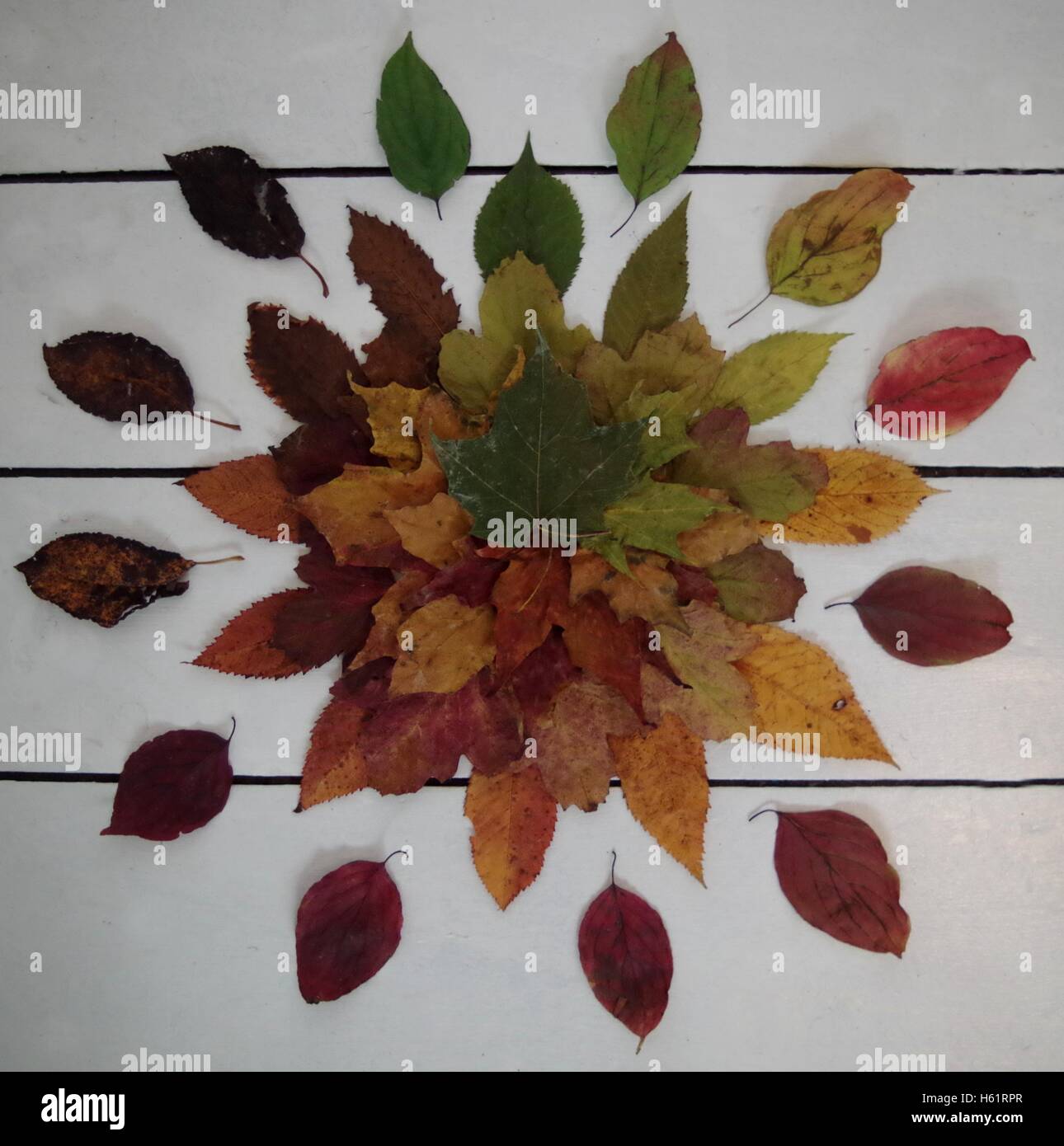 Cycle of Leaf Stock Photo - Alamy
