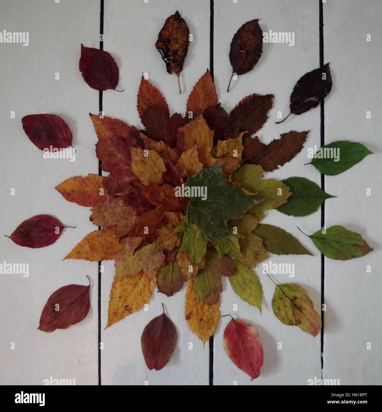 Leaf cycle hi-res stock photography and images - Alamy