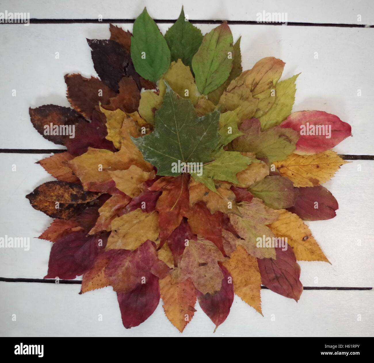 Cycle of Leaf Stock Photo - Alamy