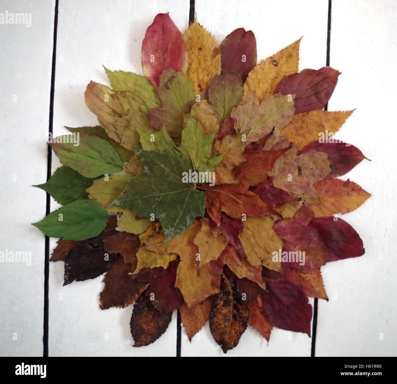 Cycle of Leaf Stock Photo - Alamy