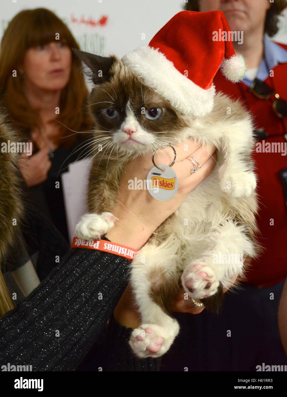 Grumpy Cat arrives at the The 84th Annual Hollywood Christmas Parade ...