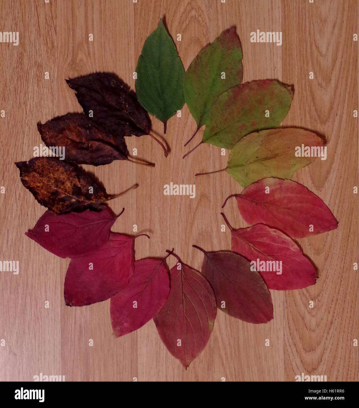 Cycle of Leaf Stock Photo - Alamy