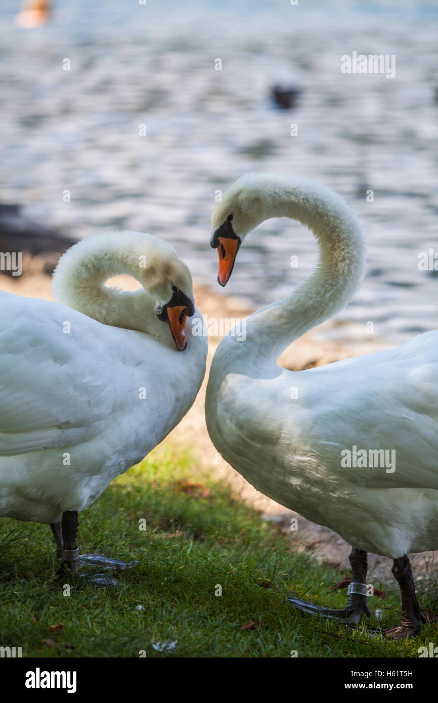 Color image of two swans moving their necks Stock Photo - Alamy