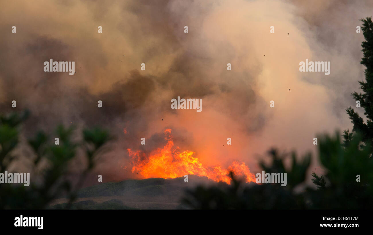 A bush fire burns.A bush/forest fire burning Stock Photo - Alamy