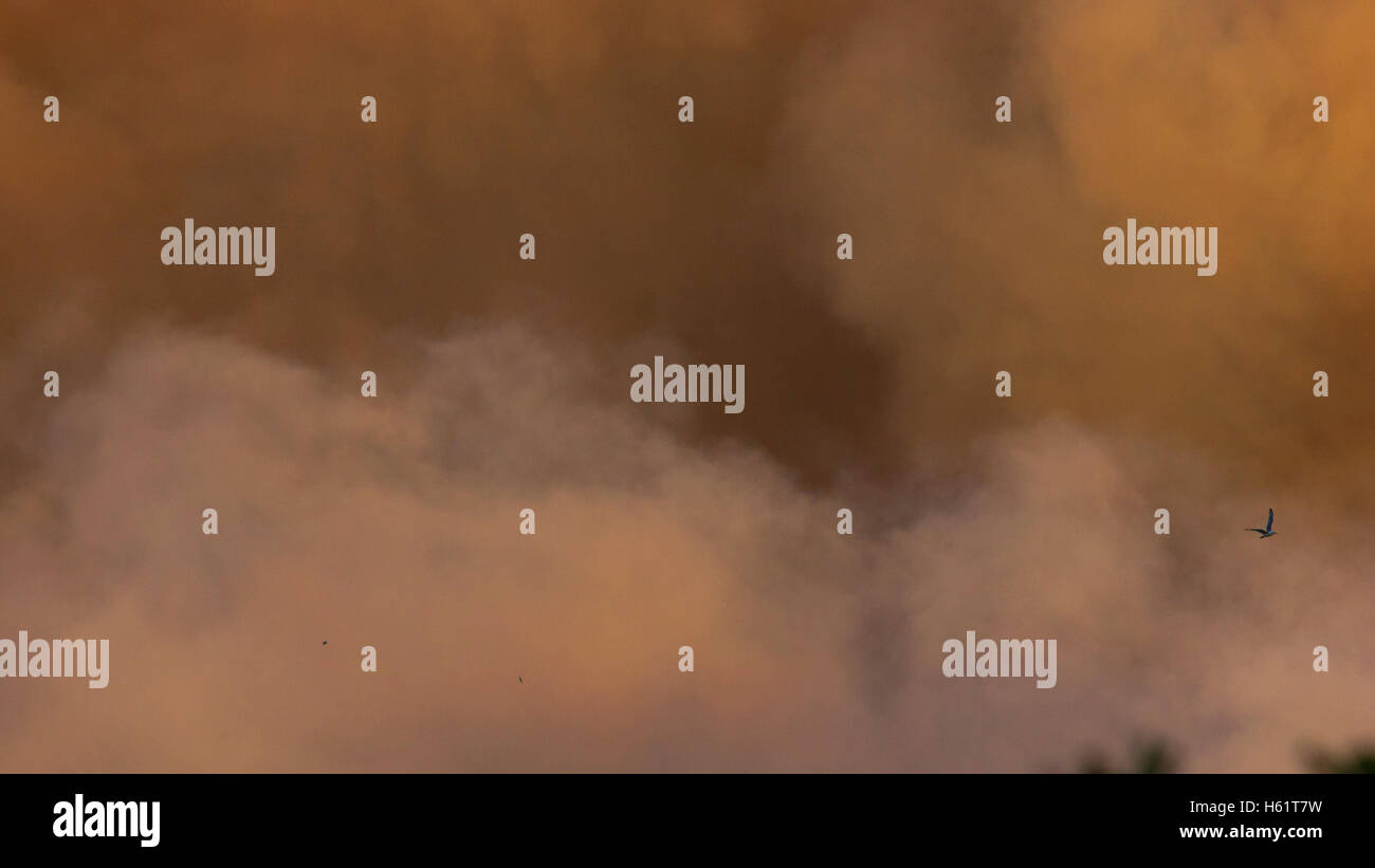 Rising smoke fire forest in hi-res stock photography and images - Alamy