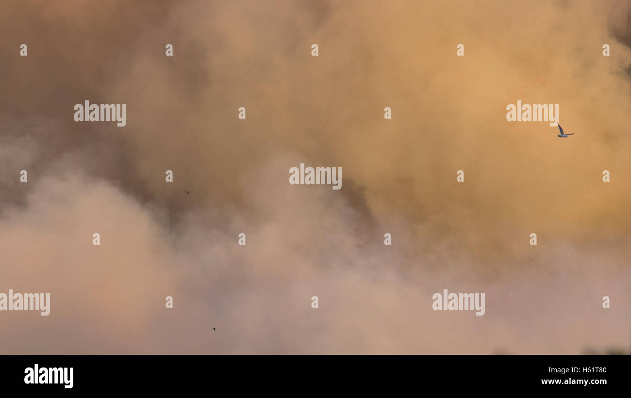 Smoke.Smoke rising from a bush fire in Spain Stock Photo - Alamy